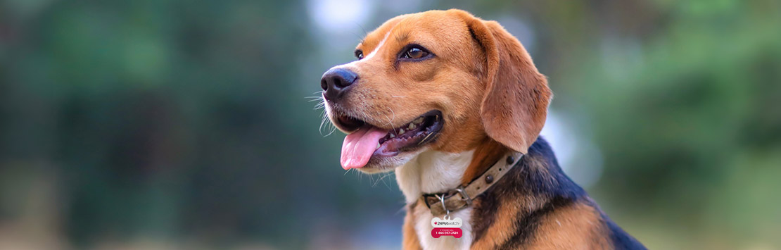 24Petwatch: The Beagle | Breed information and care guide