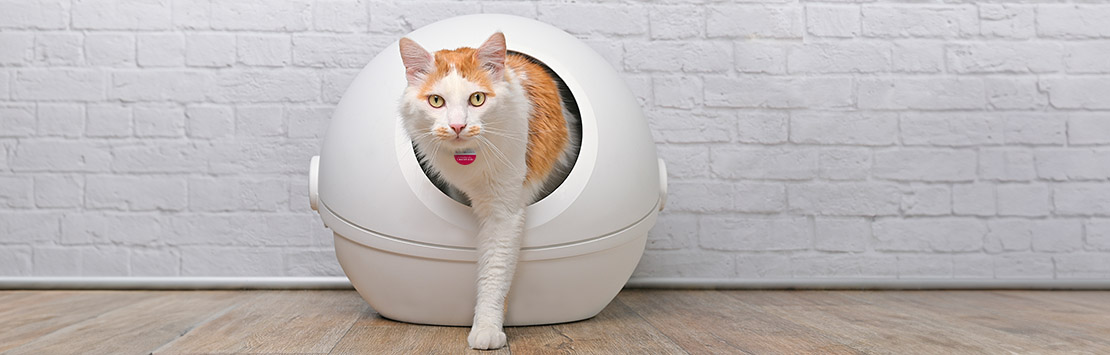 24Petwatch: Basic information on how and why to train your cat