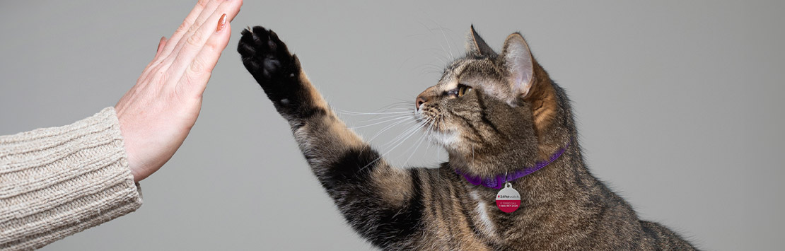 24Petwatch: Basic information on how and why to train your cat