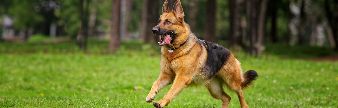 24Petwatch: The German Shepherd | Breed information and care guide