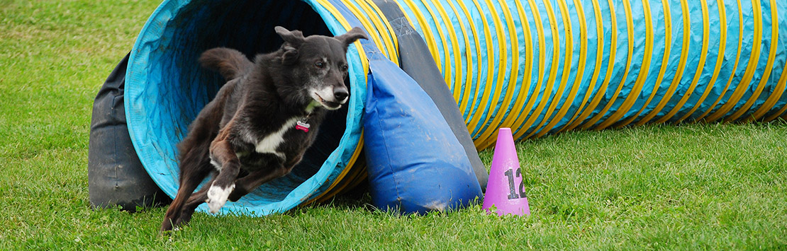 24Petwatch: An overview of dog agility training