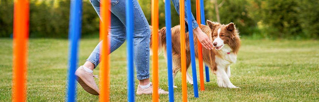 24Petwatch: An overview of dog agility training