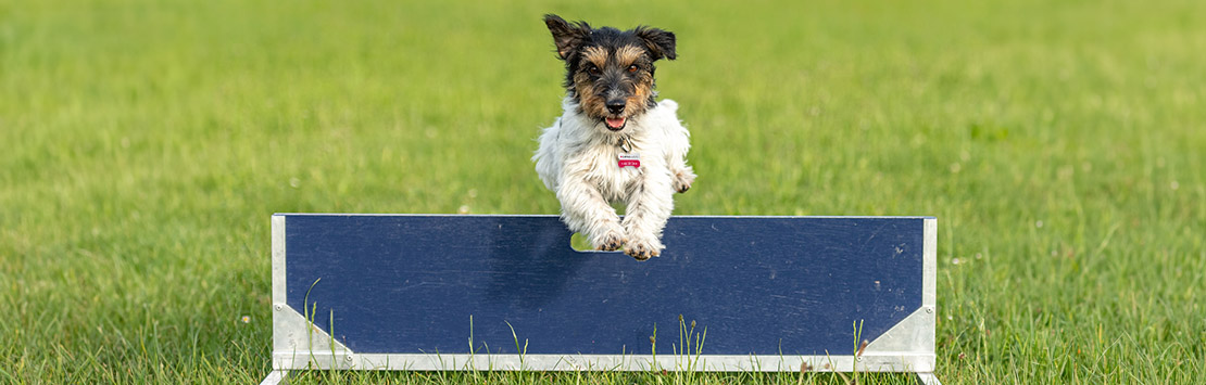 24Petwatch: An overview of dog agility training