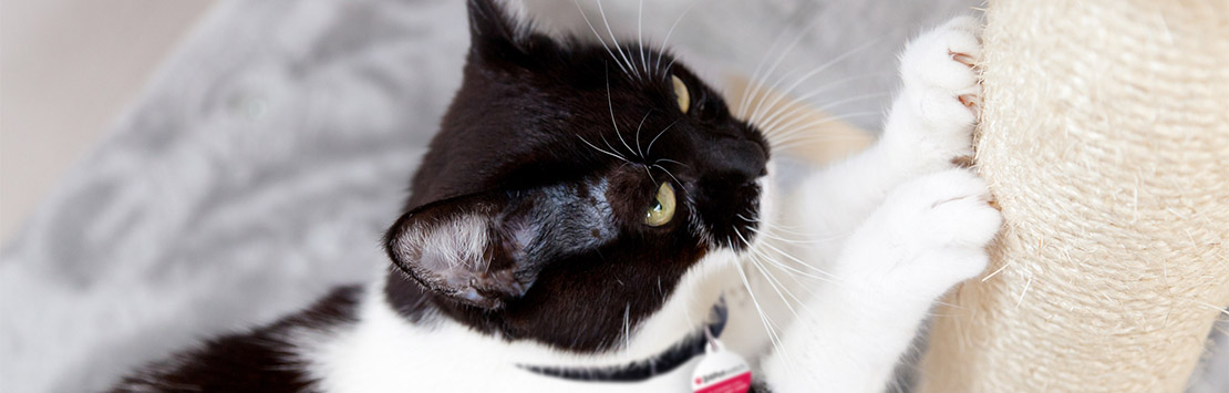 24Petwatch: Destructive scratching in cats explained