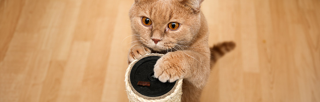24Petwatch: Destructive scratching in cats explained