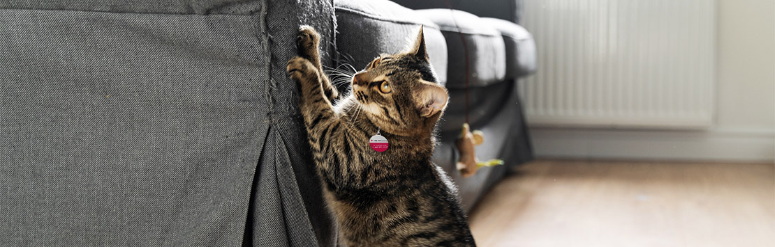 24Petwatch: Destructive scratching in cats explained