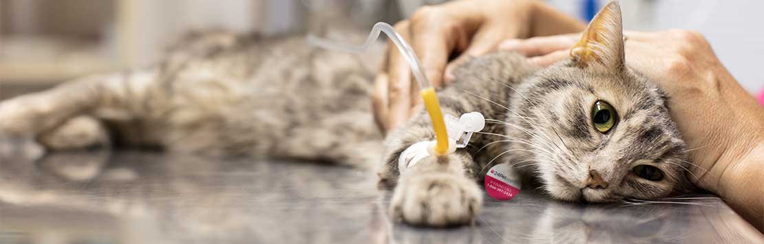 24Petwatch: Cat cancer types, symptoms, diagnosis & treatment options