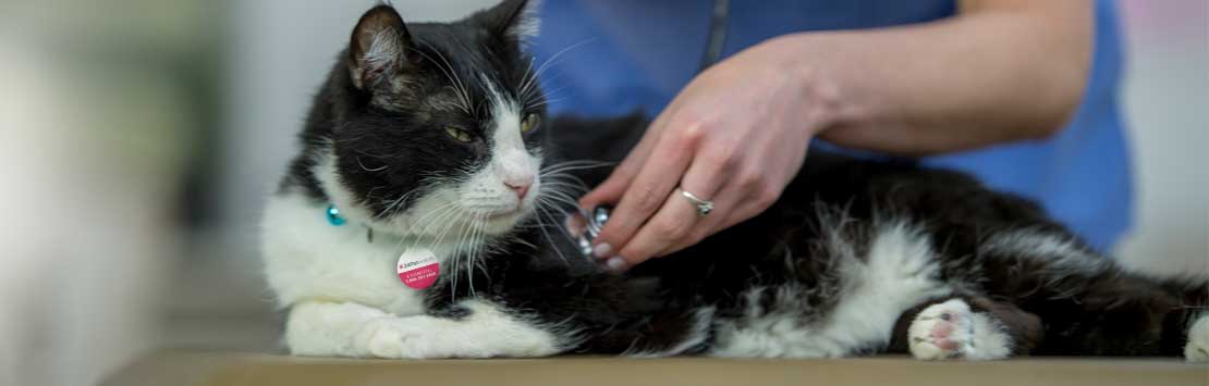 24Petwatch: Cat cancer types, symptoms, diagnosis & treatment options