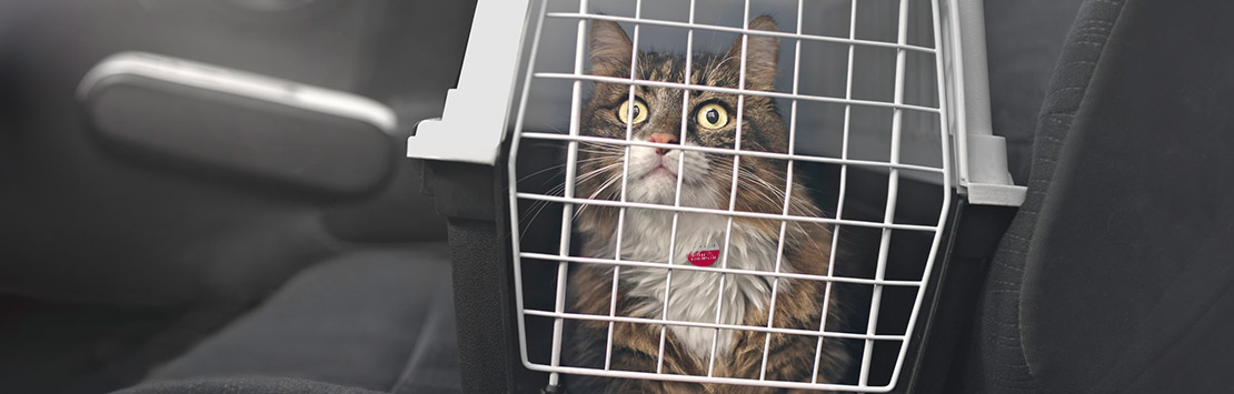 24Petwatch: Essential tips to prepare your pet for natural disasters