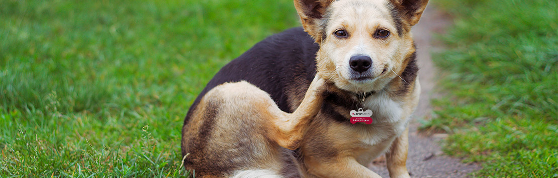 24Petwatch: Everything you need to know about allergies in dogs