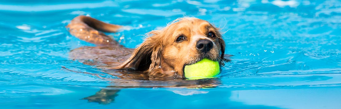 24Petwatch: Top 7 exercises your dog should be doing
