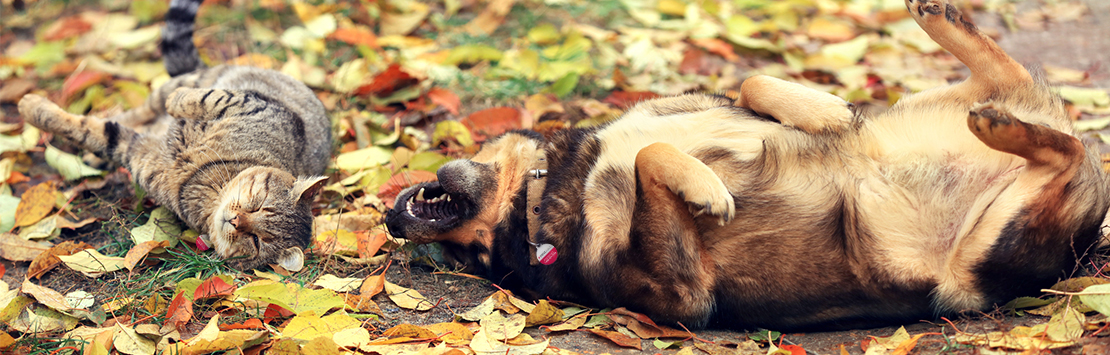 24Petwatch: Fall safety tips for your pets