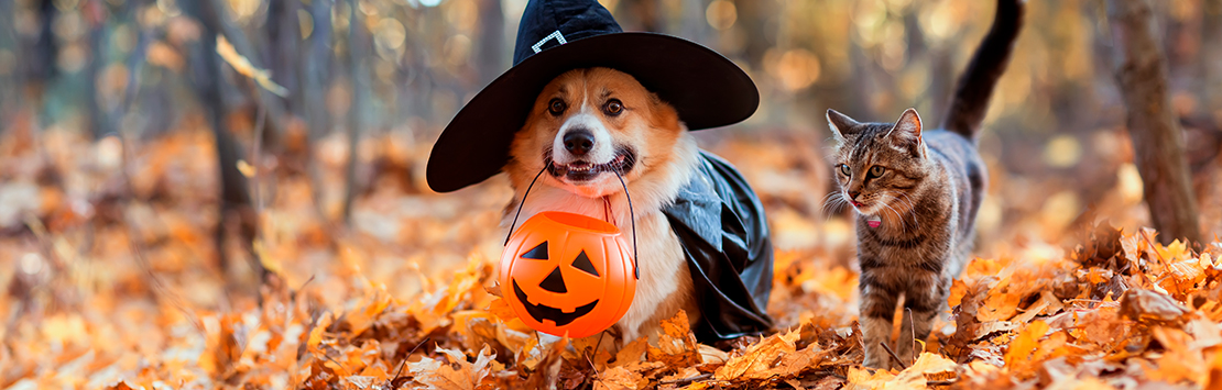 24Petwatch: Fall safety tips for your pets