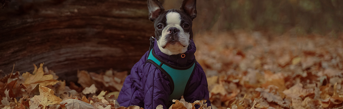 24Petwatch: Fall safety tips for your pets