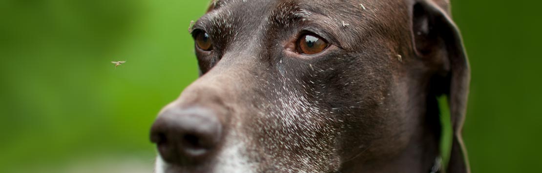 24Petwatch Canada: Heartworm in dogs and cats: Signs, treatment, and ...