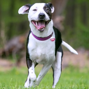 How Do You Know If Your Dog Has Adhd