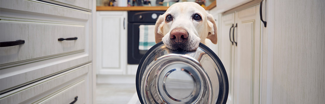 24Petwatch: The Labrador Retriever | Breed information and care guide