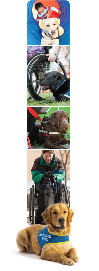 24Petwatch Canada: What You Didn’t Know About Service Dogs