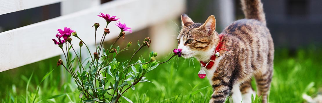 24Petwatch: Spring pet safety tips for your cat and dog