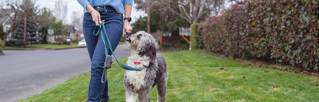 24Petwatch: 8 Dog training cues every dog should know