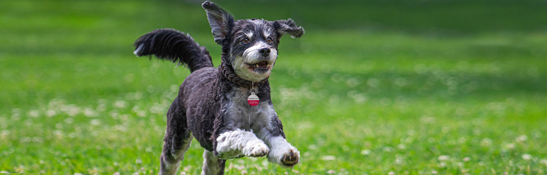 24Petwatch: 8 Dog training cues every dog should know